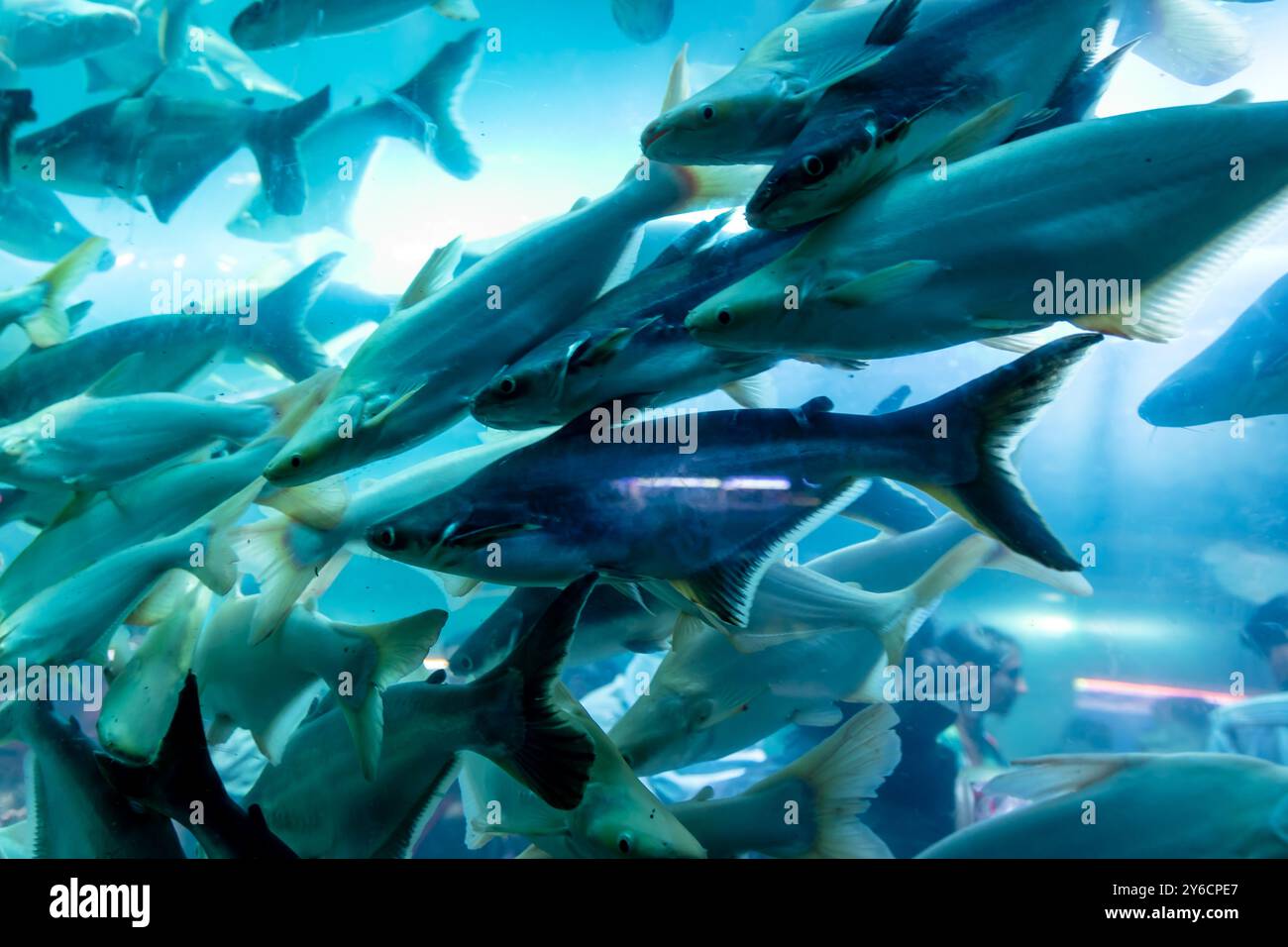 bunch of fish in clear blue water from different angle Stock Photo - Alamy