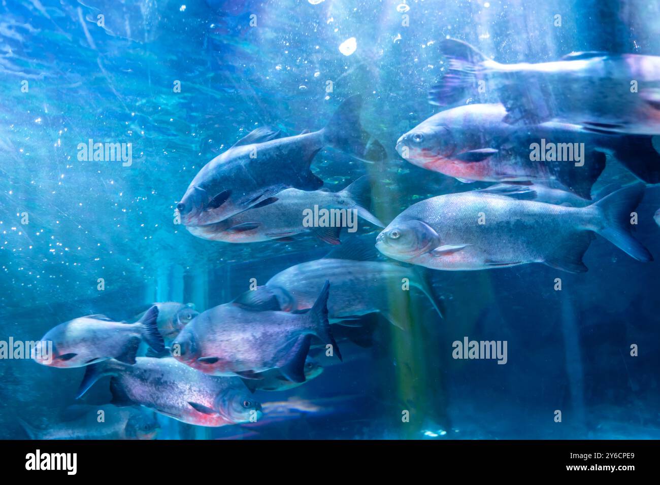 bunch of fish in clear blue water from different angle Stock Photo - Alamy