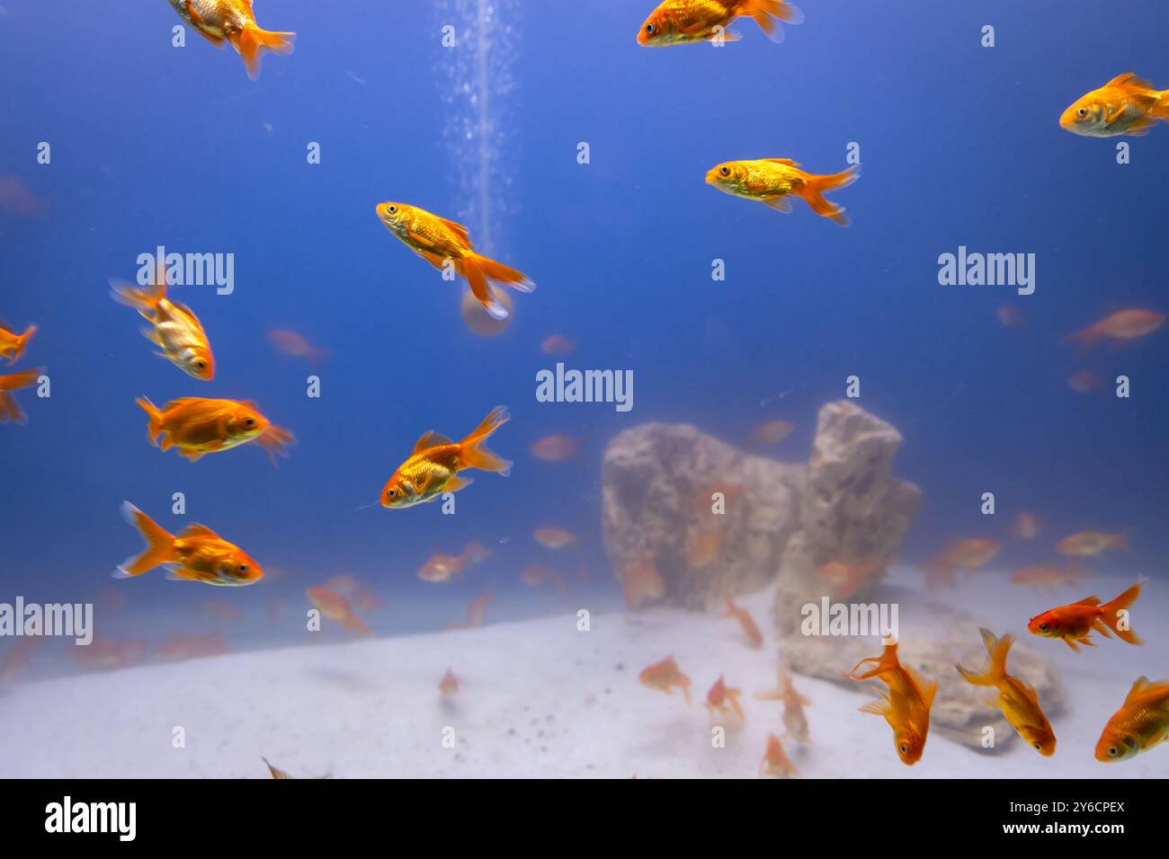 bunch of fish in clear blue water from different angle Stock Photo - Alamy