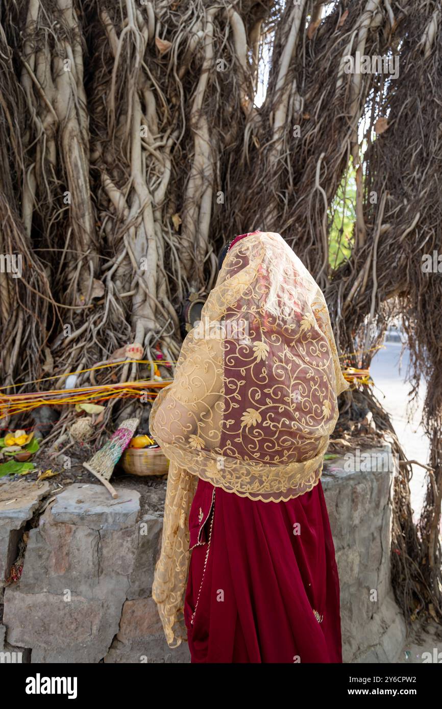devotee worshiping the holy banyan tree with offerings at day on the ...