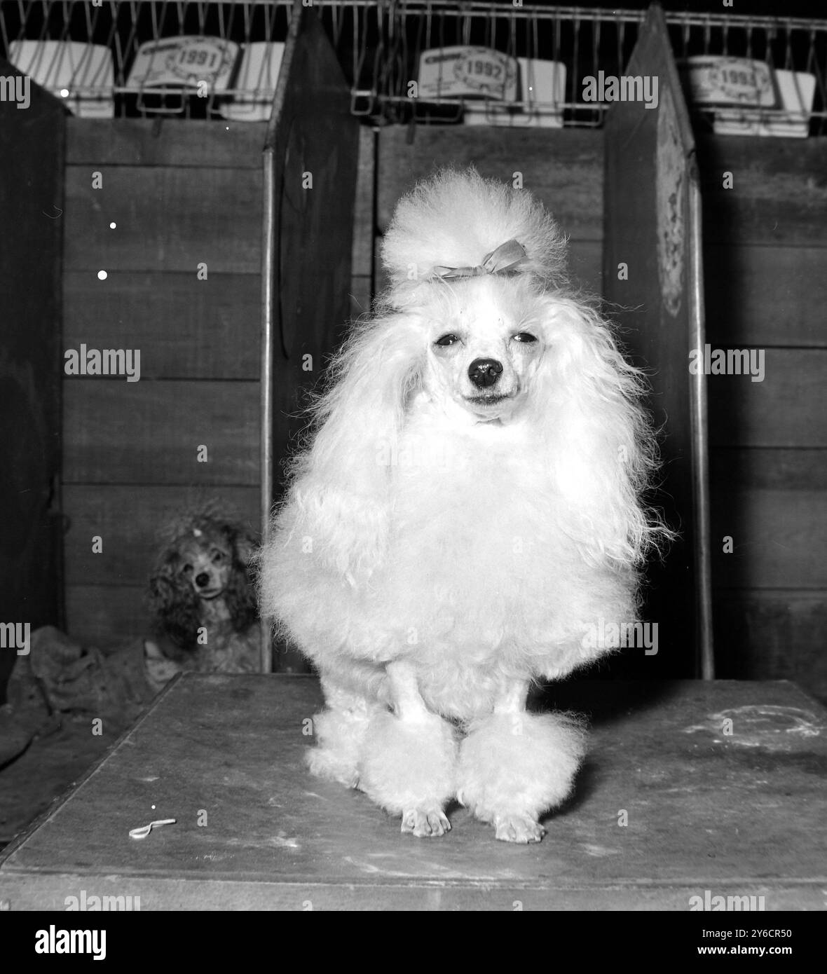 DOG SHOWS POODLE POSES FOR PICTURE ; 31 OCTOBER 1963 Stock Photo - Alamy