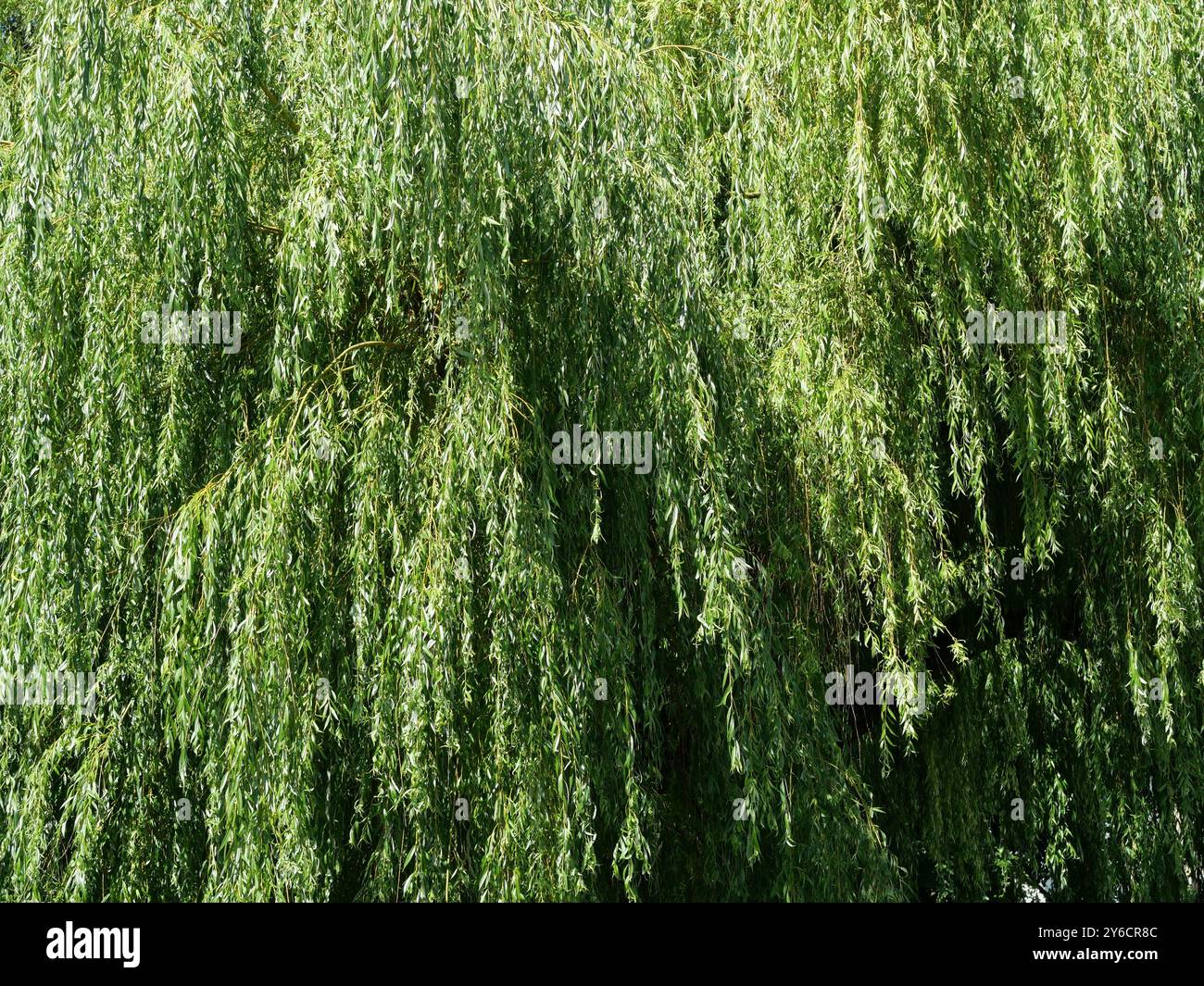 weeping willow - leaf and branchwork of a weeping willow. The full ...