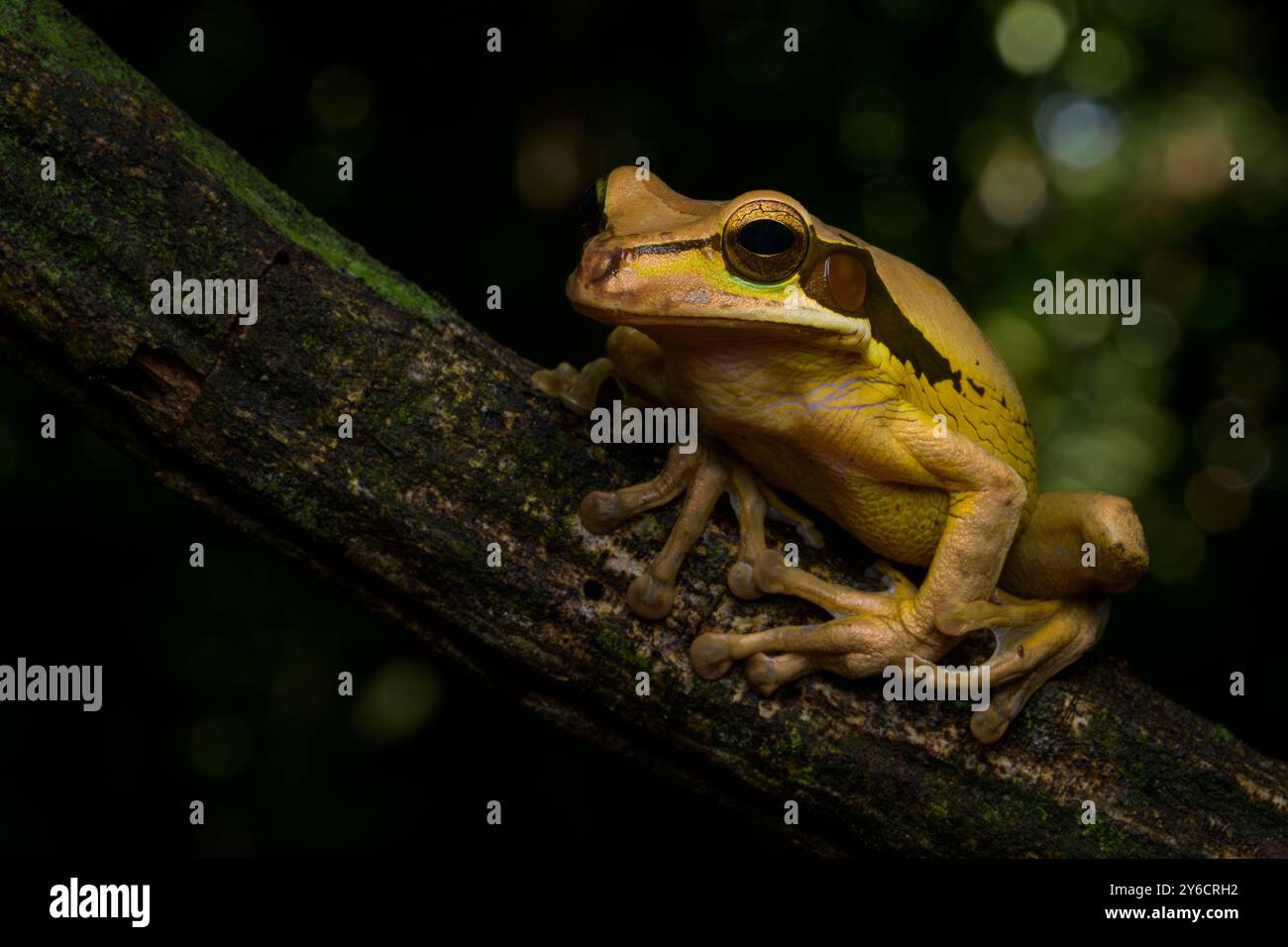 Masked Tree Frog (Smilisca manisorum) on branch in rain forest, Costa ...