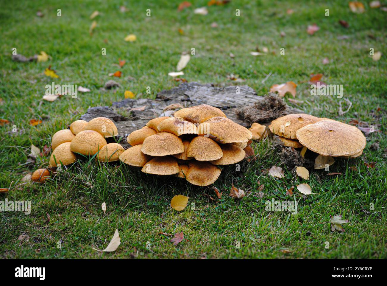 Large flat mushrooms fungi growing in the lawn Stock Photo - Alamy