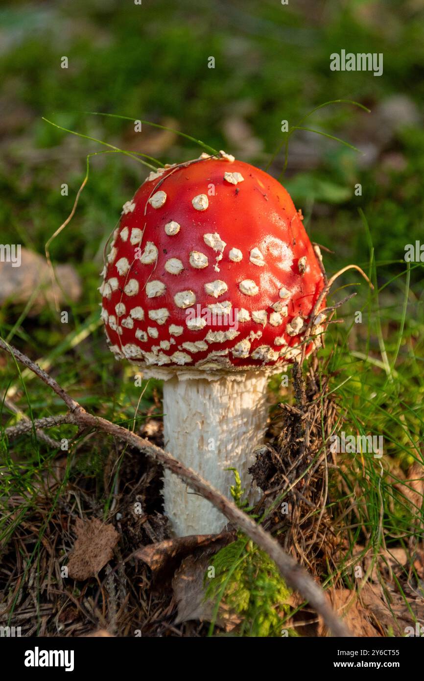Phalloides mushroom hi-res stock photography and images - Alamy