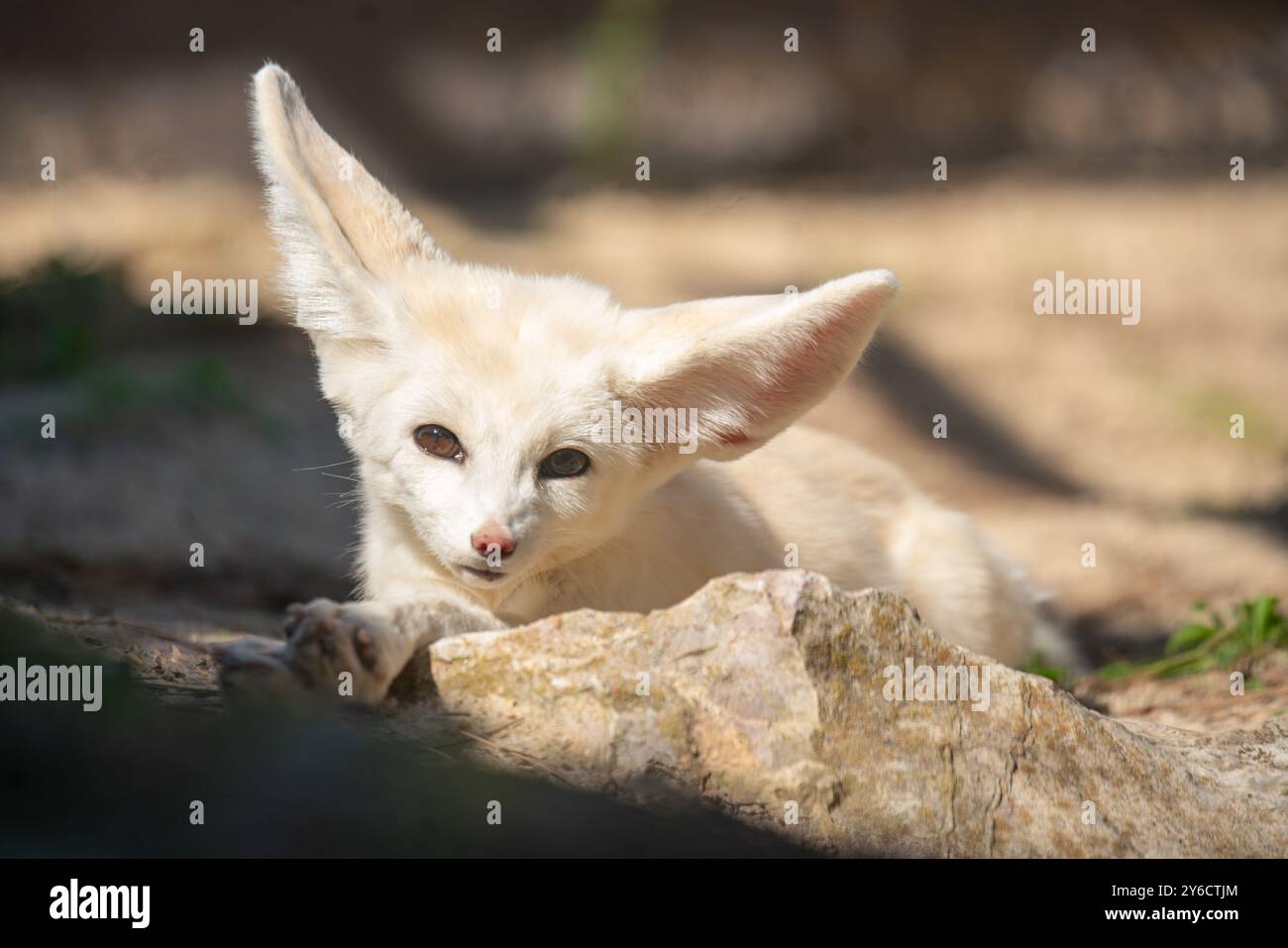 fennec fox (Vulpes zerda) lying on the sand near a rock and looking at ...