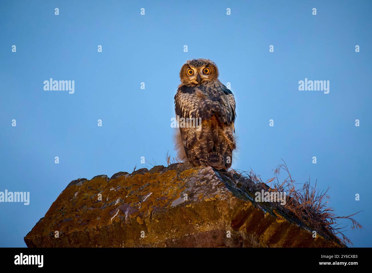 Eagle Owl (Bubo bubo). Owlet standing on a church wall. Germany Stock ...