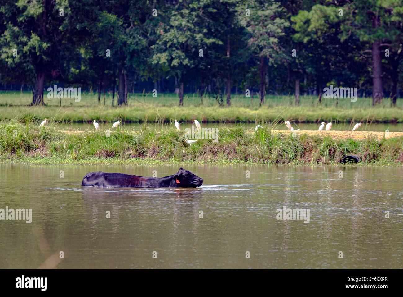An Angus beef cow experiencing heat stress, standing neck-deep in a ...