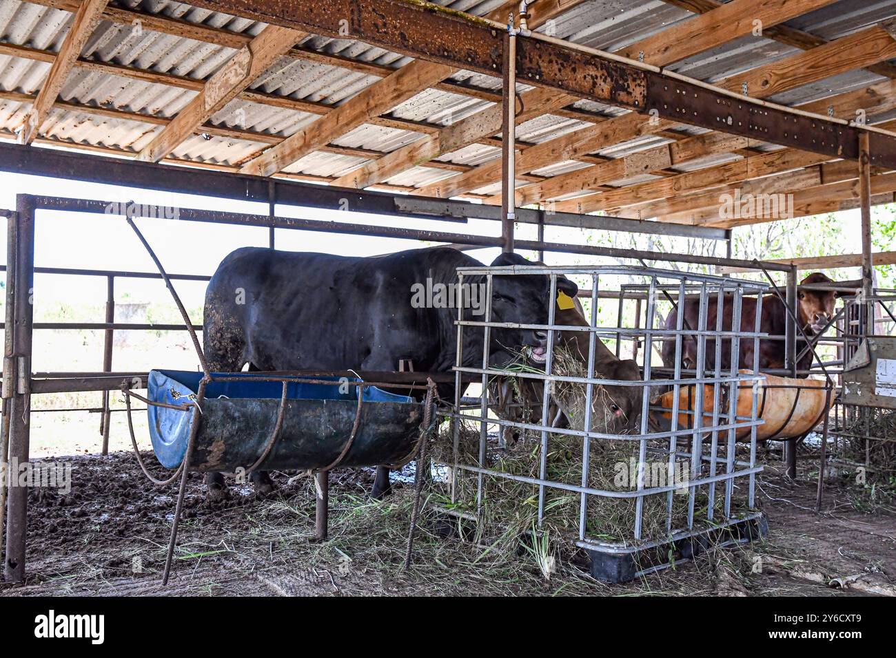 Bulls eating cut fresh forages on a commerical cattle farm on Grand ...