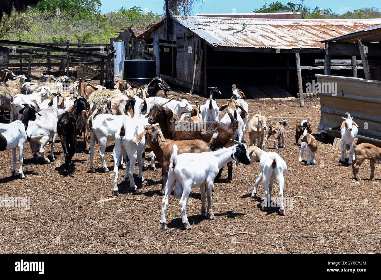 Herd of mixed breed meat goats on a farm in the Caribbean. Goats and goat meat are a traditional ...
