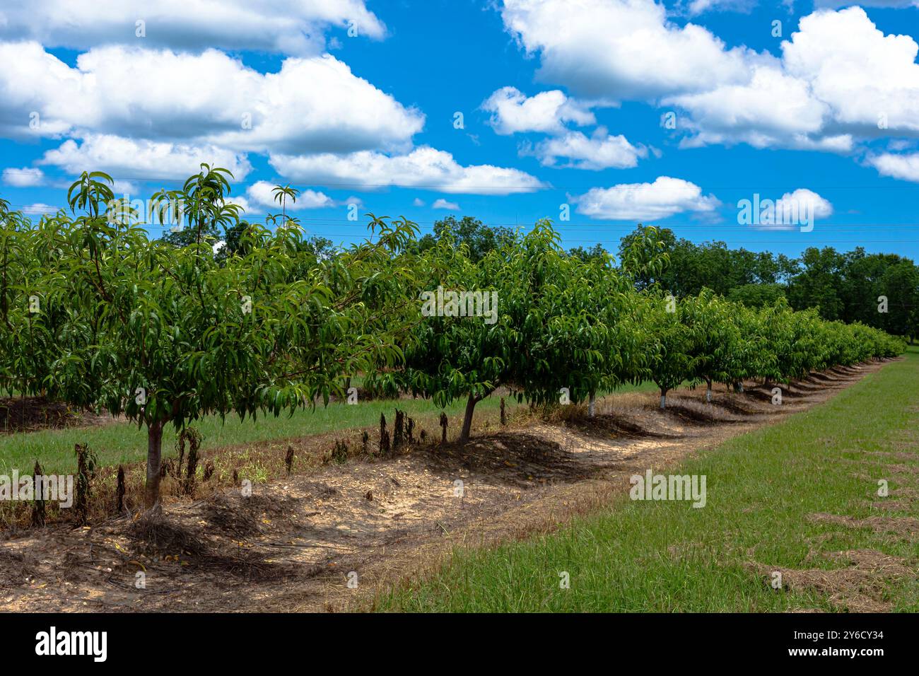 Agricultural landscape of a peach (Prunus persica) orchard in June in ...