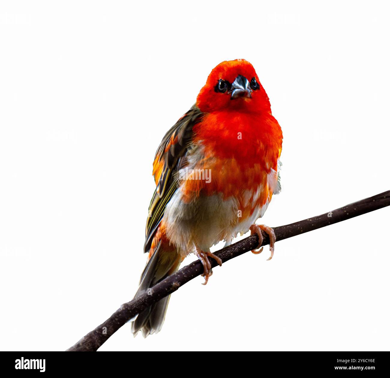 Indian ocean flora and fauna Cut Out Stock Images & Pictures - Alamy