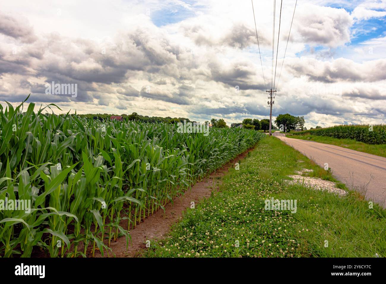 Countryside landscape with field corn (Zea mays) on either side of an ...