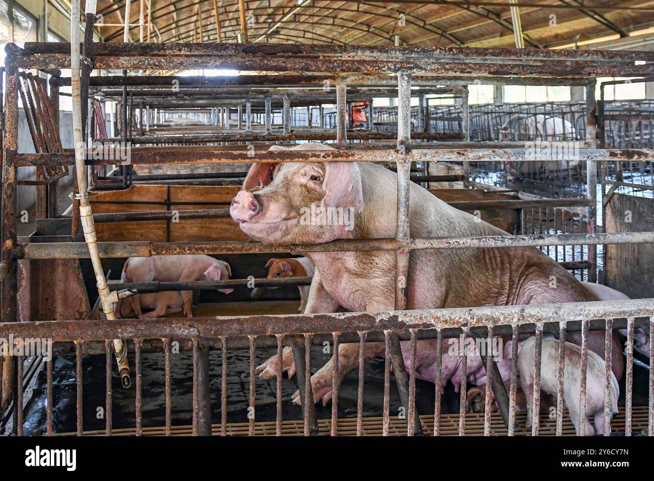 Sow and piglets in an open air barn on a farm on Grand Cayman island in ...
