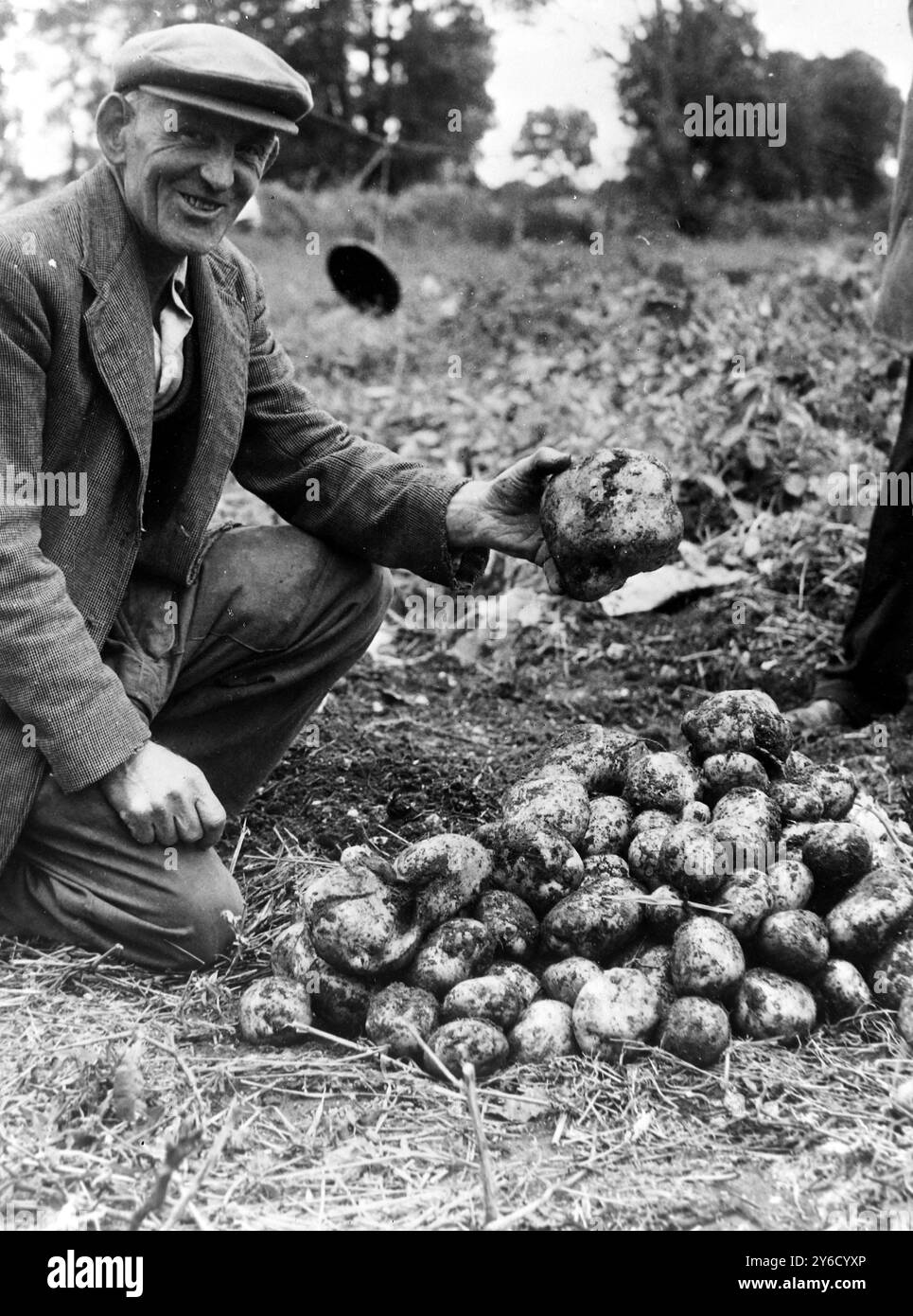 POTATOES JOHN COOKE PLANTS 6 GIANT POATO PLANTS NEAR CHICHESTER ; 1 ...