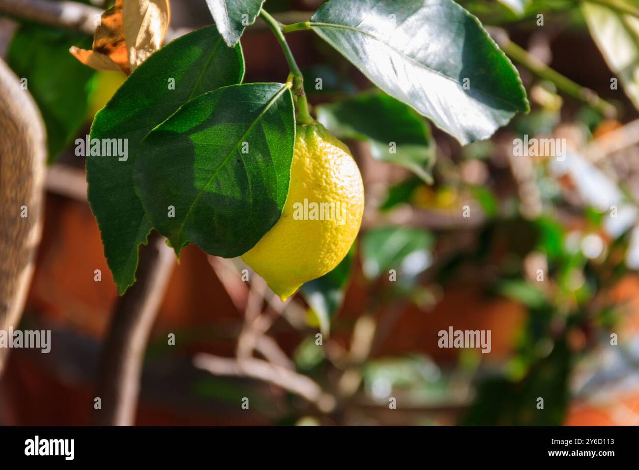 Lemon tree with ripening fruit on the windowsill in the apartment Stock ...