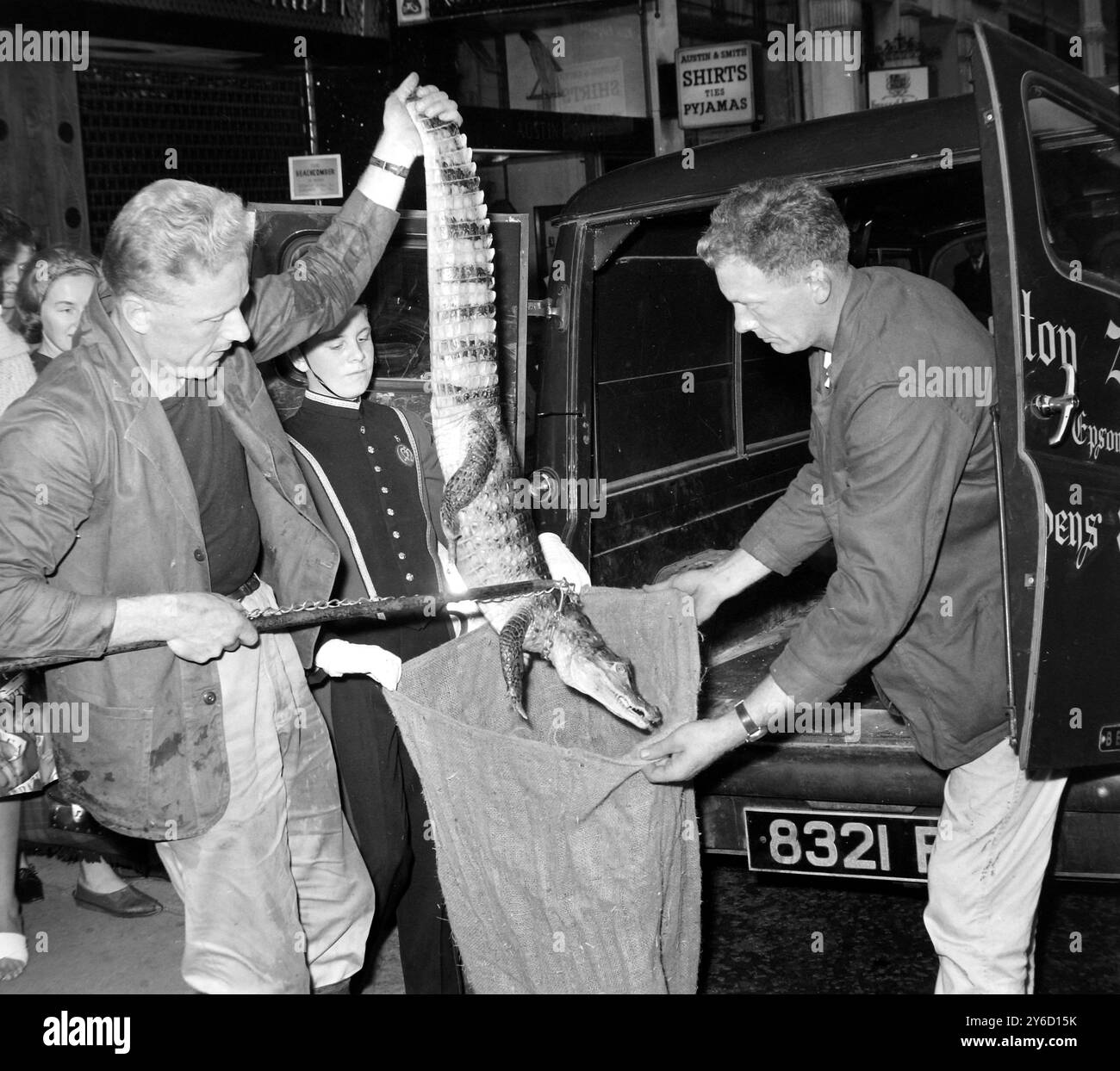 HEAD KEEPER JACK YOUNG WITH CAMIN CROCODILE AT CHESSINGTON ZOO / ; 18 ...