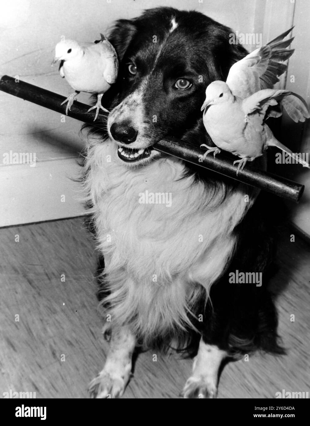 BIRDS DOVES COLLIE LORD ROY WITH DOVES ; 20 AUGUST 1963 Stock Photo - Alamy