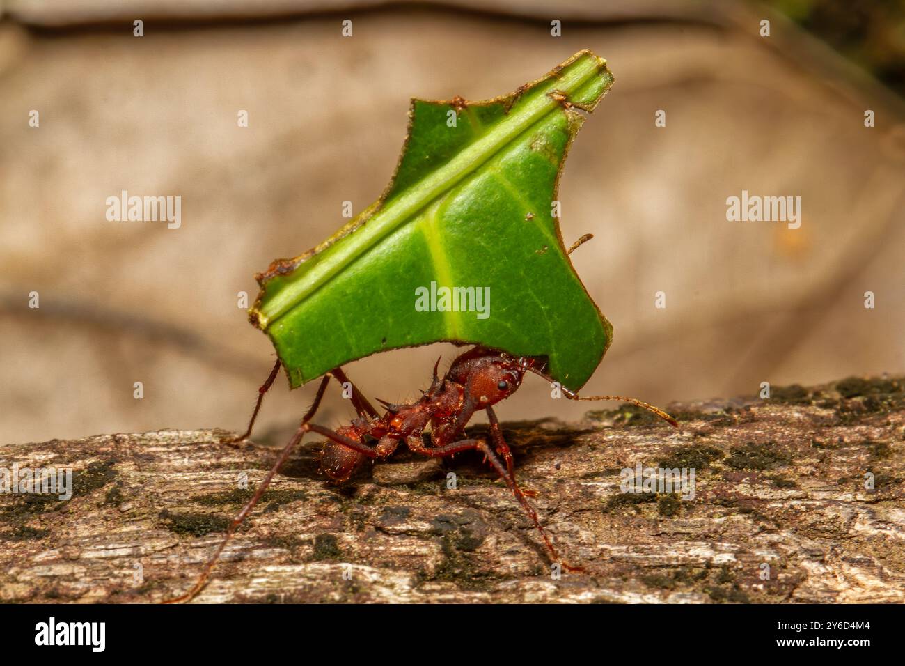 Leaf Cutter Ant carrying leaf to nest Stock Photo - Alamy