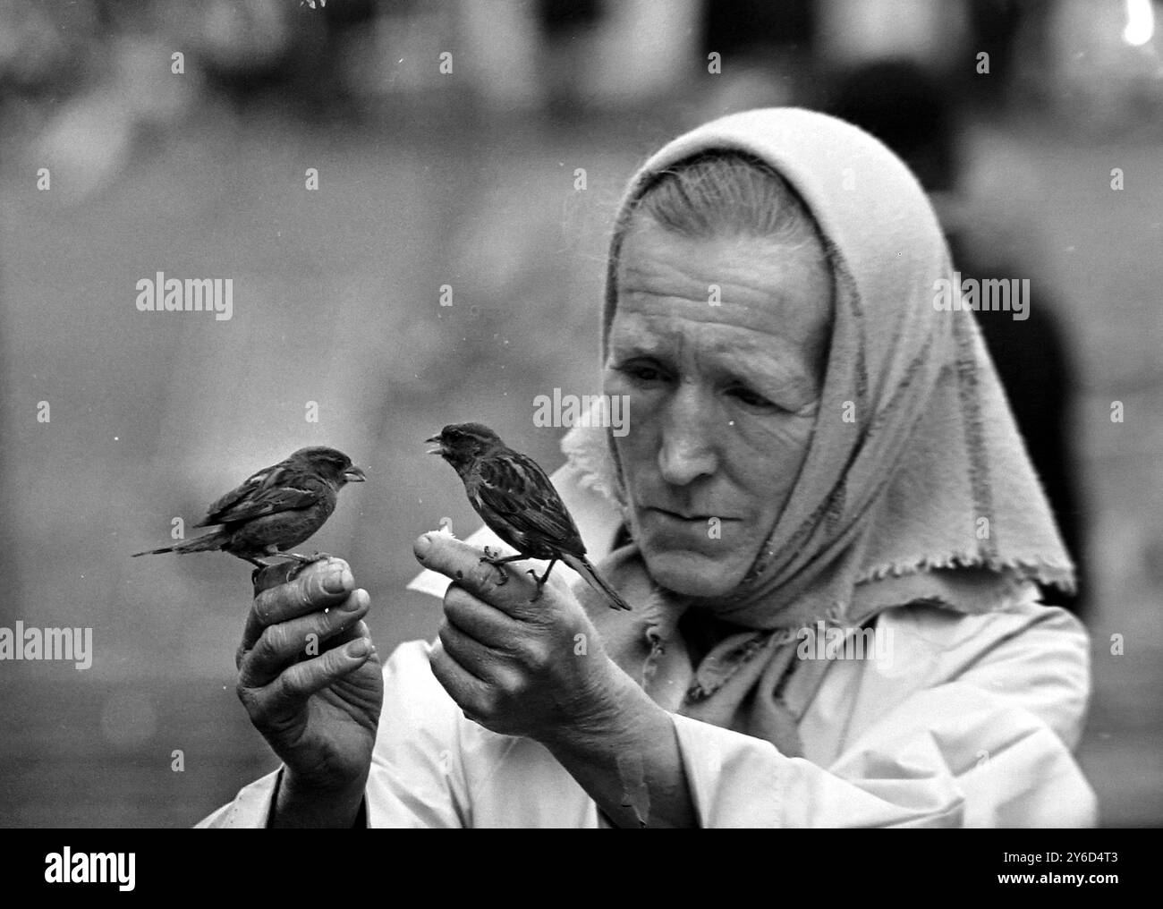 BIRDS SPARROWS HELD BY LADY ONE EACH HAND ; 13 AUGUST 1963 Stock Photo ...
