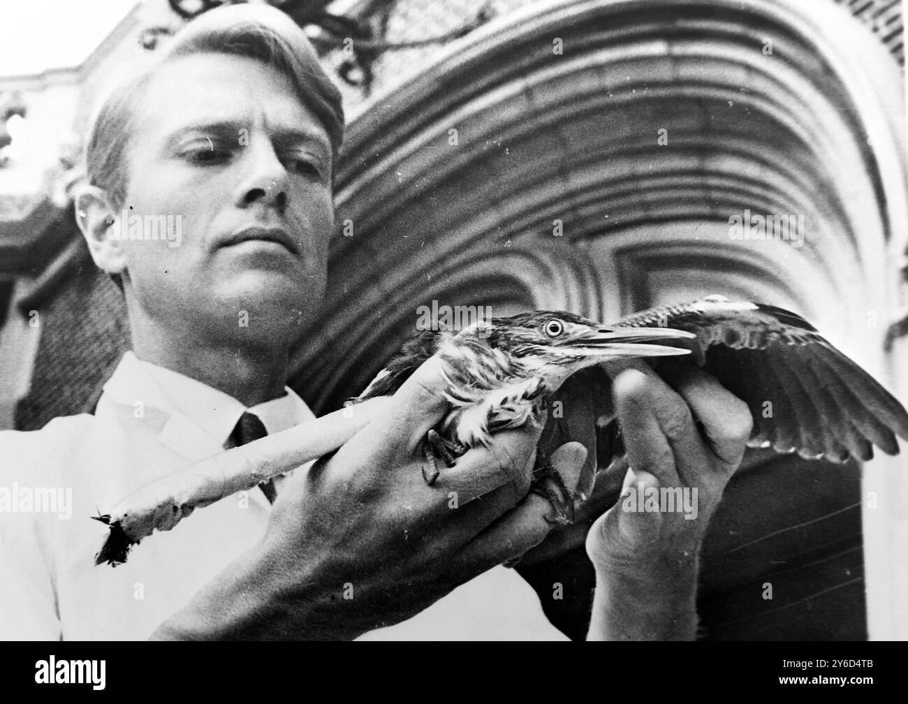 BIRDS HERON HAD WING MENDED DR WILKSON AT ROYAL VETENARY COLLEGE IN ...