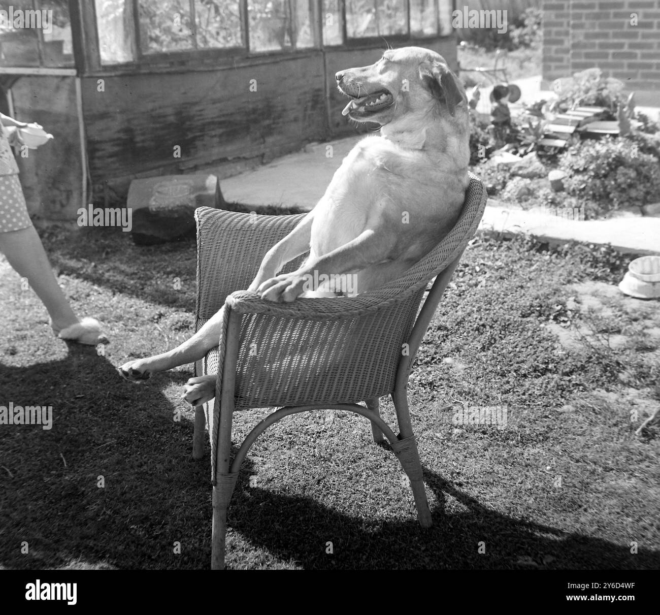 BREAKFAST CHILDREN WITH A DOG OF CHRISTINA TOWNSEND / ; 13 AUGUST 1963 ...