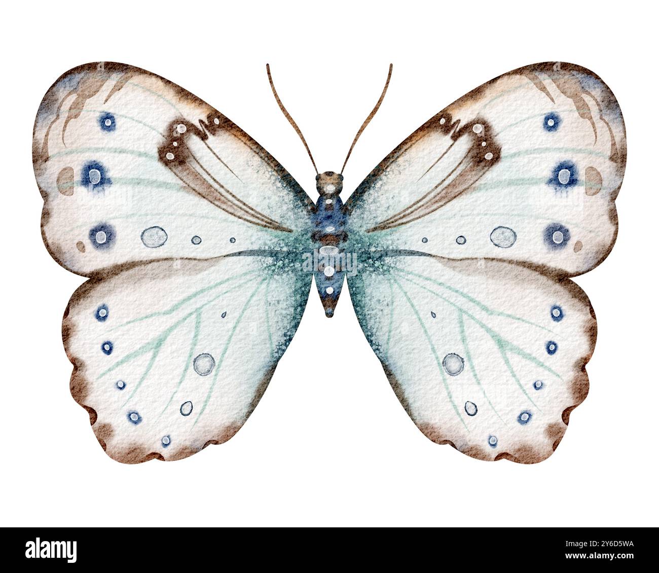 Butterfly Polyphemusand watercolor illustrations. Drawing of insect ...