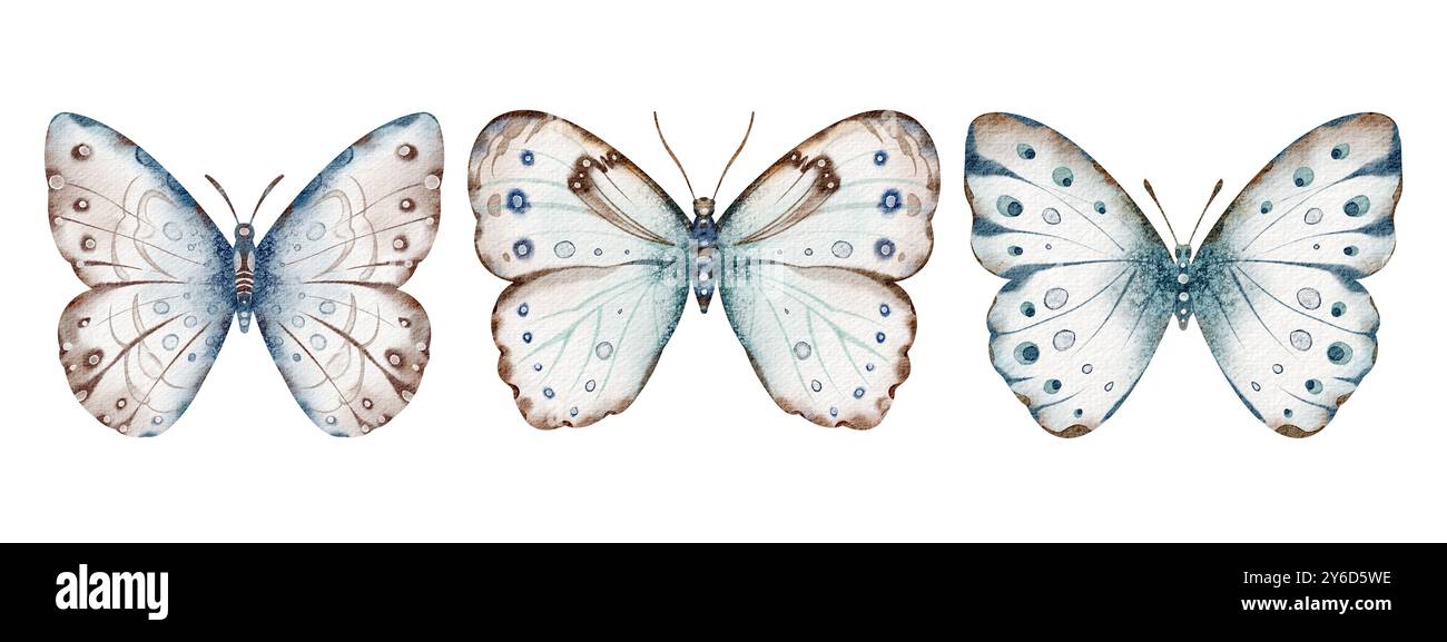 Butterfly Polyphemusand watercolor illustrations. Drawing of insect ...