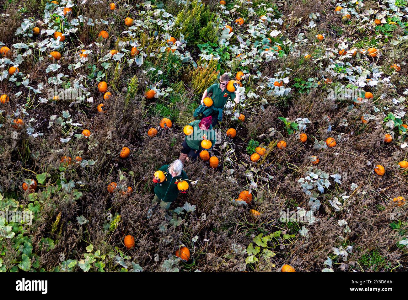 Staff at Noah's Ark Zoo Farm, in Wraxall, Somerset, carry picked ...