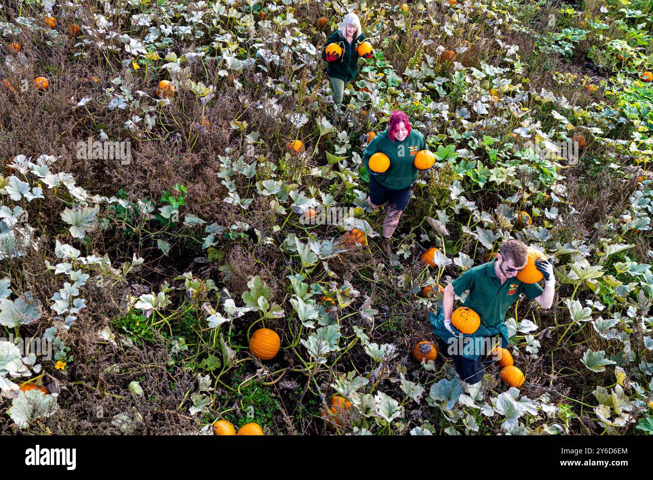 Staff at Noah's Ark Zoo Farm, in Wraxall, Somerset, carry picked ...