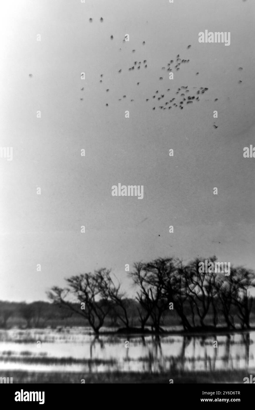 BIRDS OF DISEASE CARRYING TICKS IN MYSORE, INDIA / ; 23 JULY 1963 Stock ...