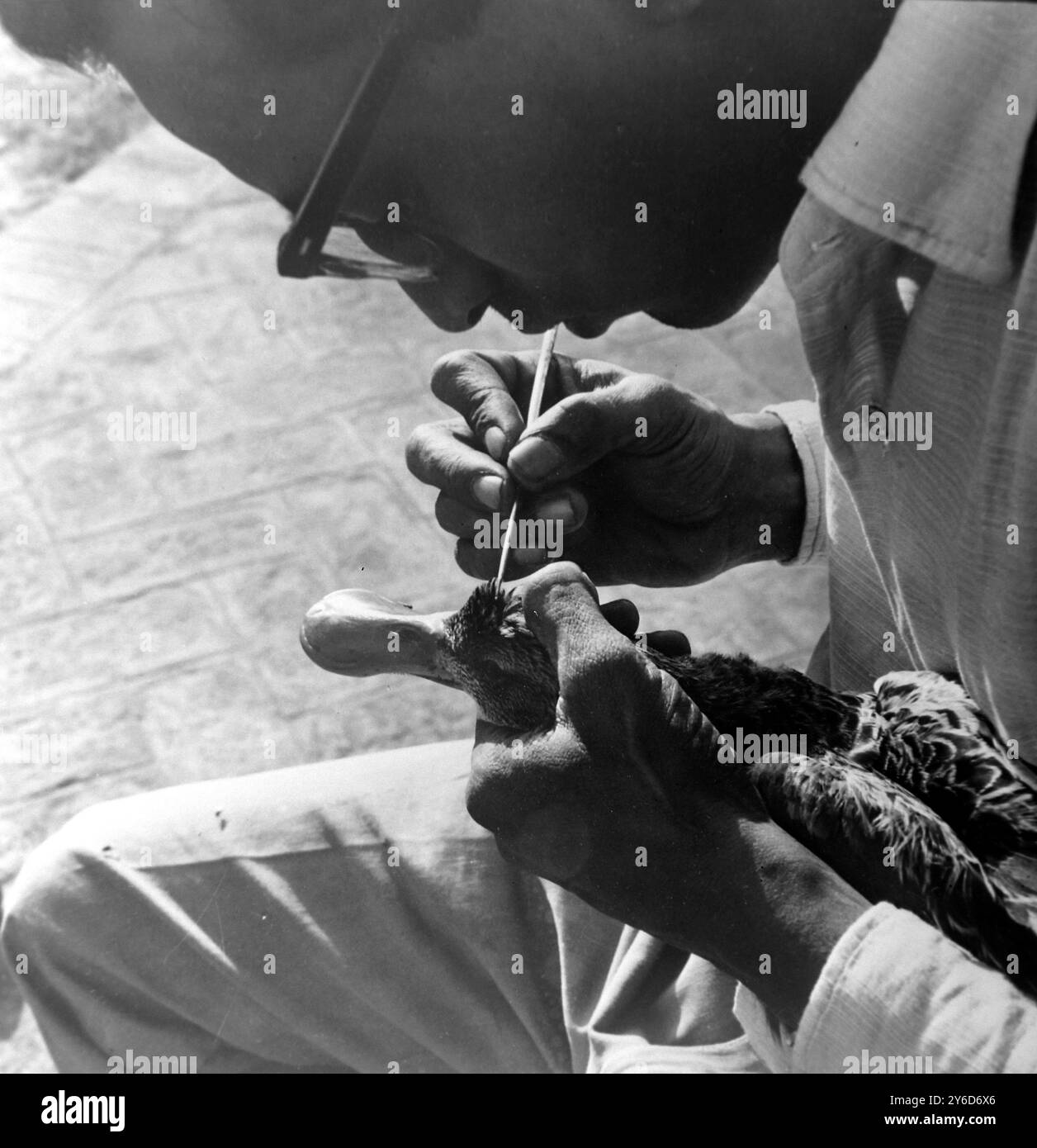 BIRDS OF DISEASE CARRYING TICKS IN MYSORE, INDIA ; 23 JULY 1963 Stock ...