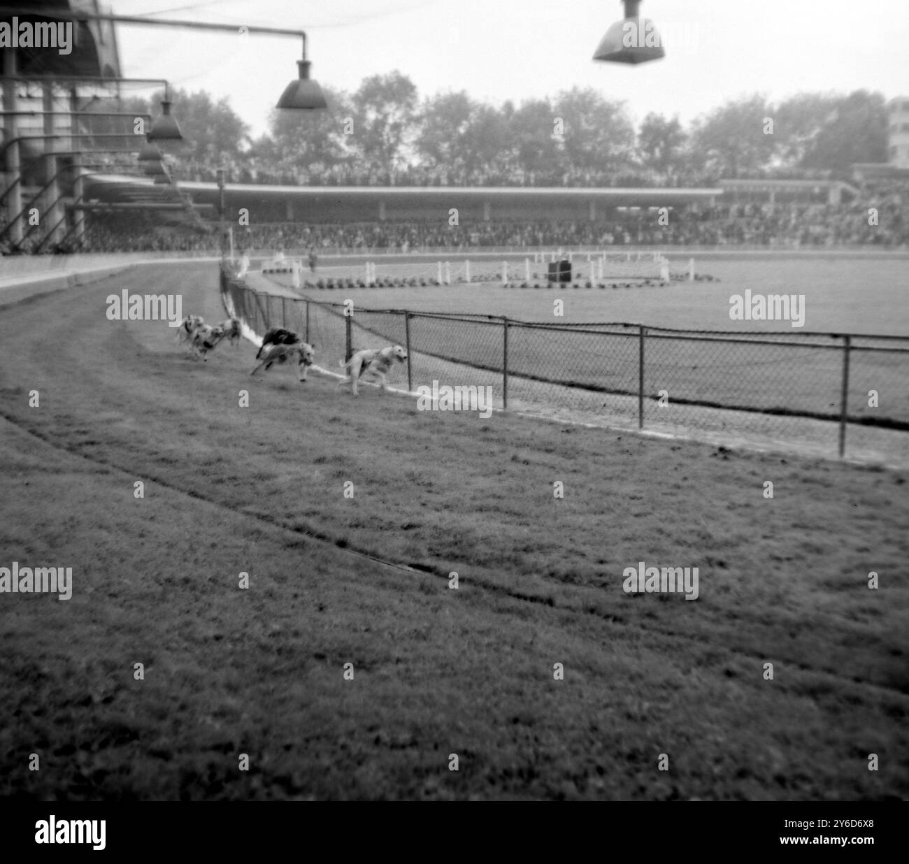 GREYHOUNDS DOGSDURING THE RACE AT CLAPTON STADIUM IN LONDON / ; 22 JULY ...