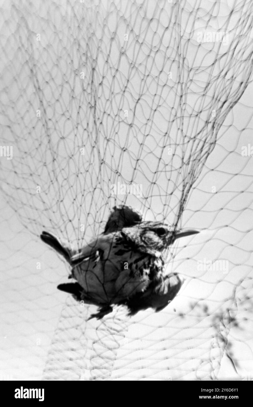BIRDS OF DISEASE CARRYING TICKS IN MYSORE, INDIA / ; 23 JULY 1963 Stock ...