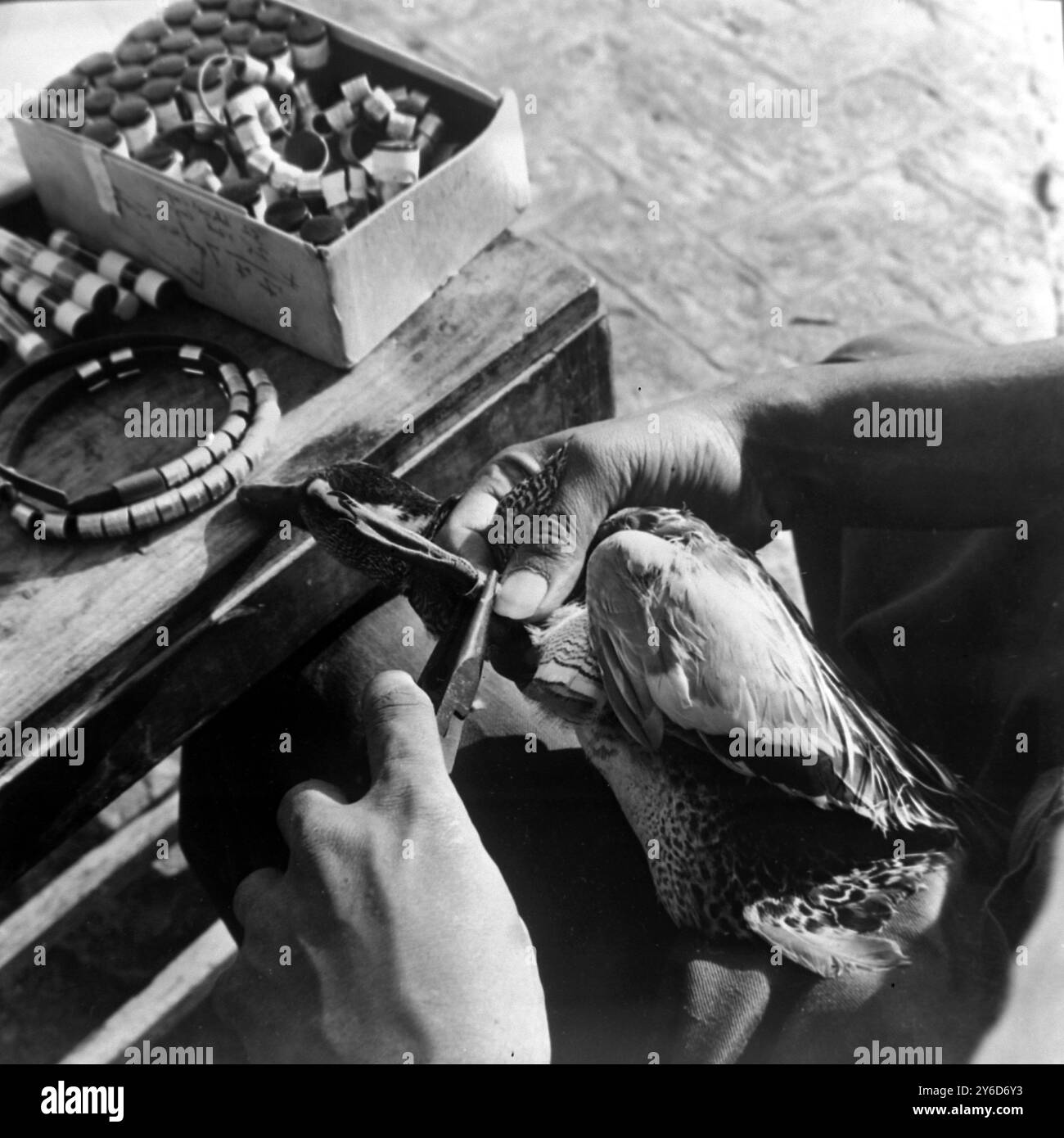 BIRDS OF DISEASE CARRYING TICKS IN MYSORE, INDIA ; 23 JULY 1963 Stock ...