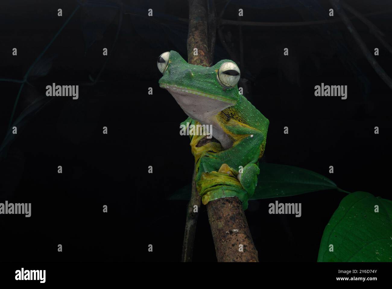Wallace Flying Frog (Rhacophorus nigropalmatus) on branch and leaves in ...
