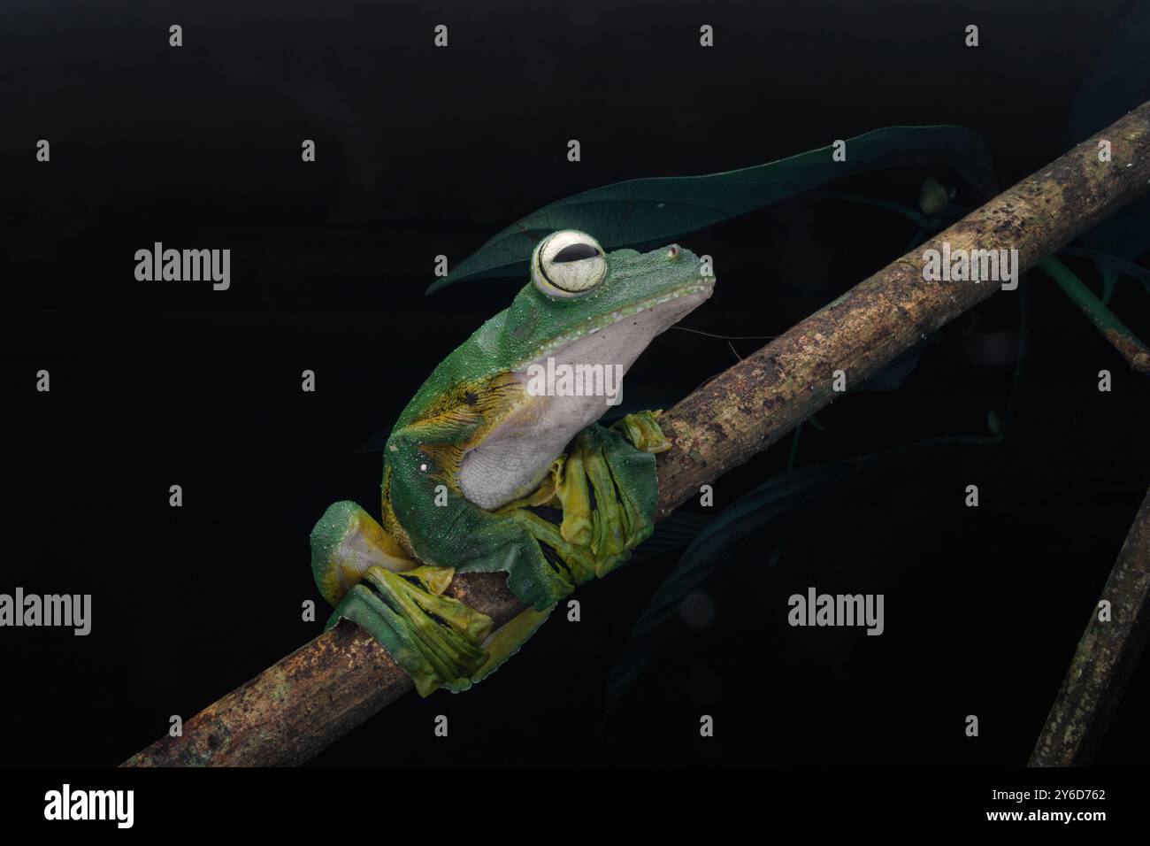 Wallace Flying Frog (Rhacophorus nigropalmatus) on branch and leaves in ...