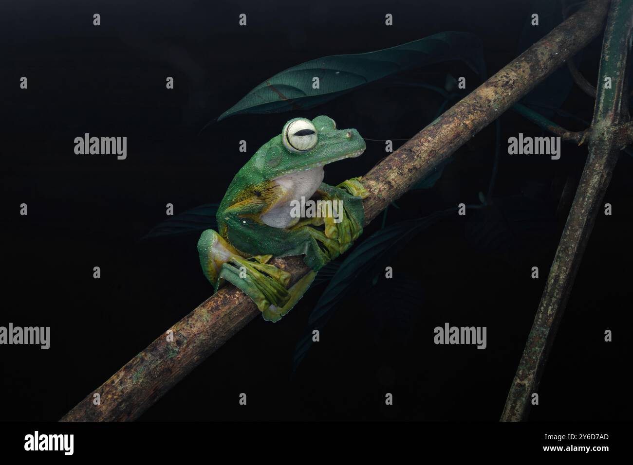 Malay archipelago wallace hi-res stock photography and images - Alamy