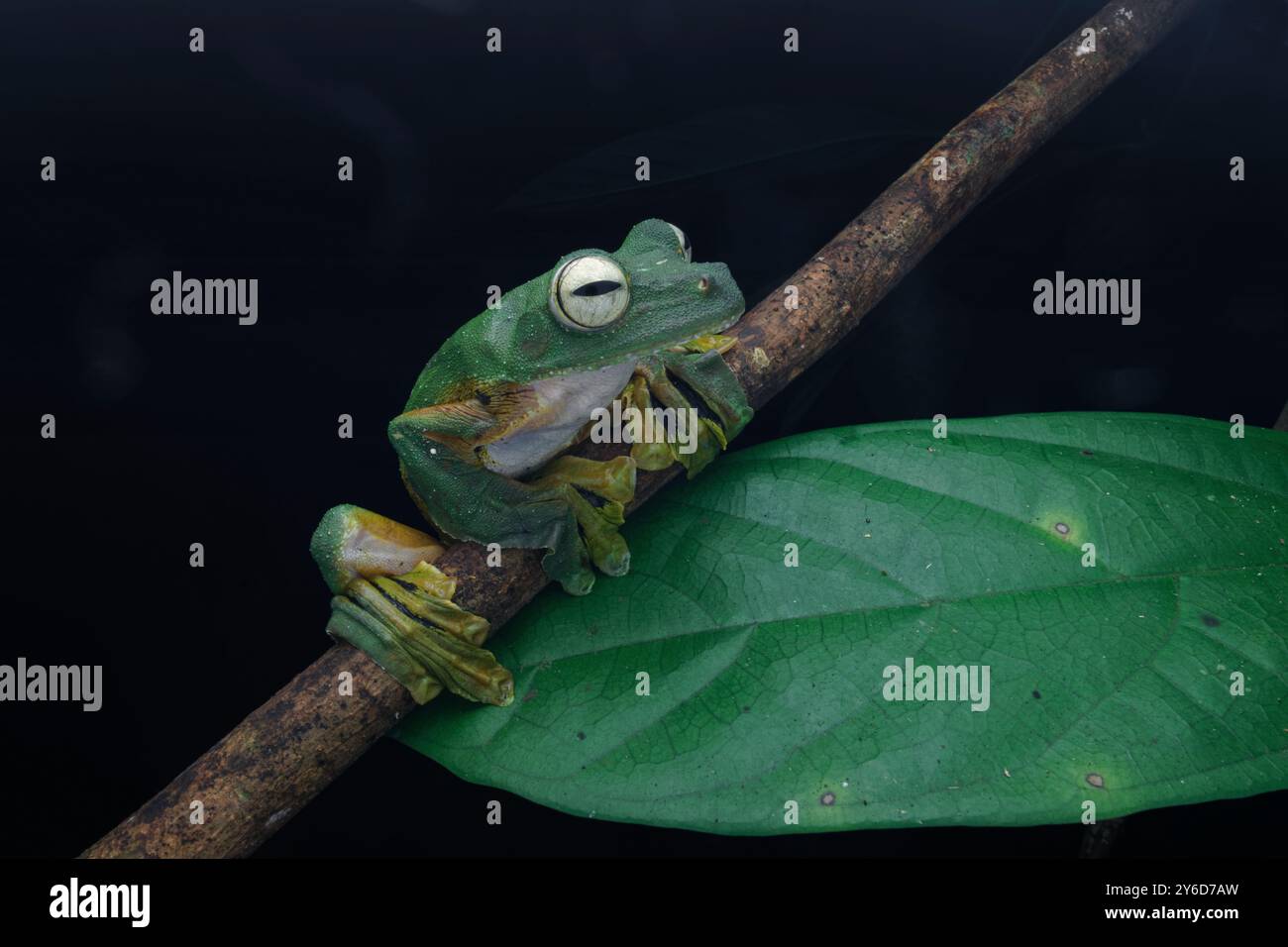 Wallace Flying Frog (Rhacophorus nigropalmatus) on branch and leaves in ...