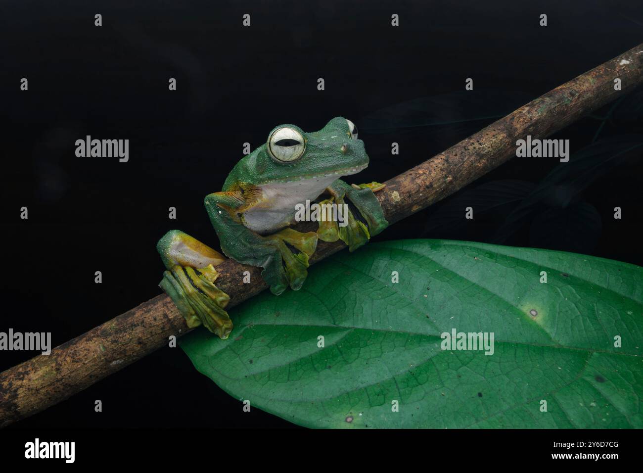 Wallace Flying Frog (Rhacophorus nigropalmatus) on branch and leaves in ...