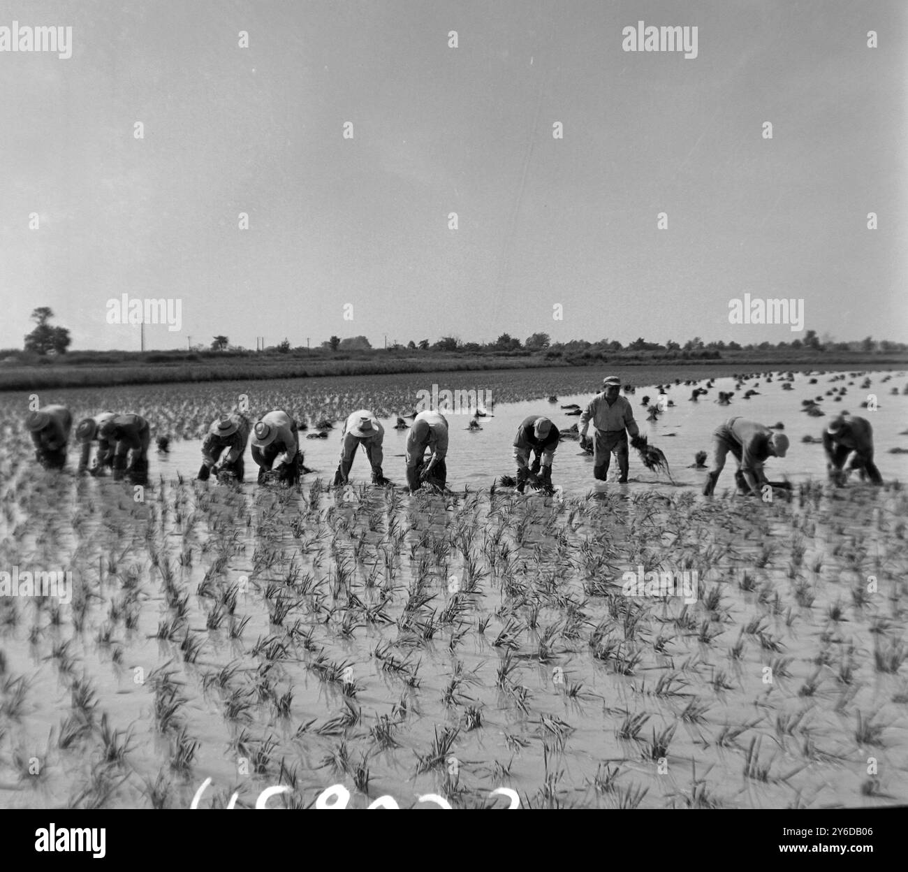 RICE FIELDS PLANTATION IN SOUTHERN FRANCE ; 20 JUNE 1963 Stock Photo ...