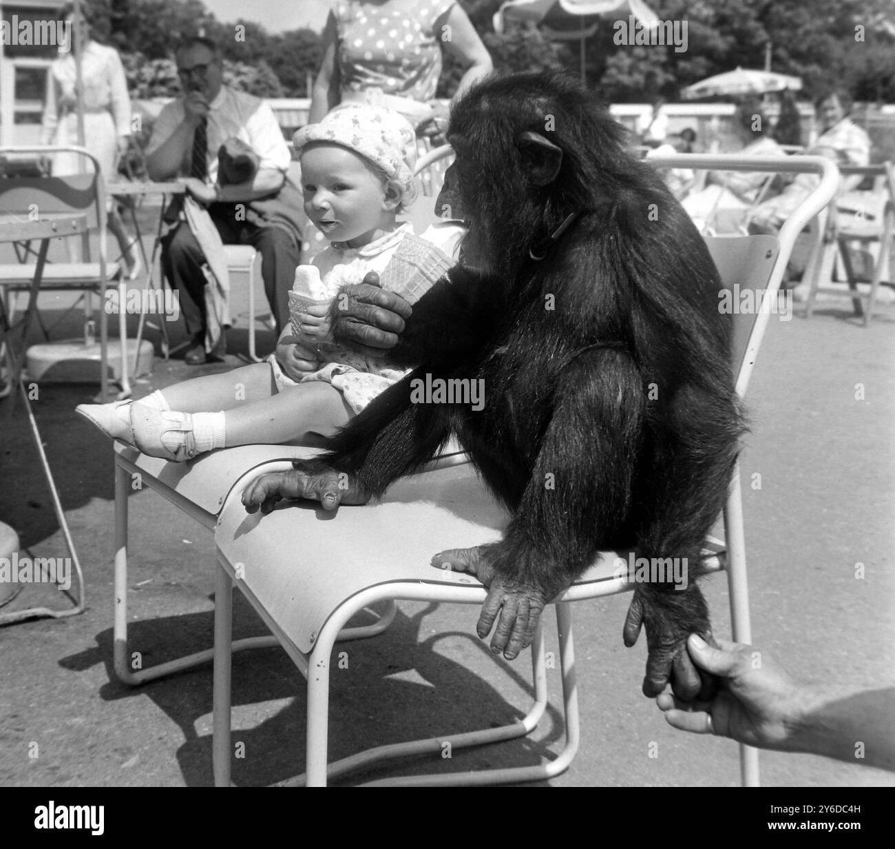 STEPHEN HONEYCOMB WITH CHIMPS AT SOUTHAMPTON ZOO / ; 12 JUNE 1963 Stock ...