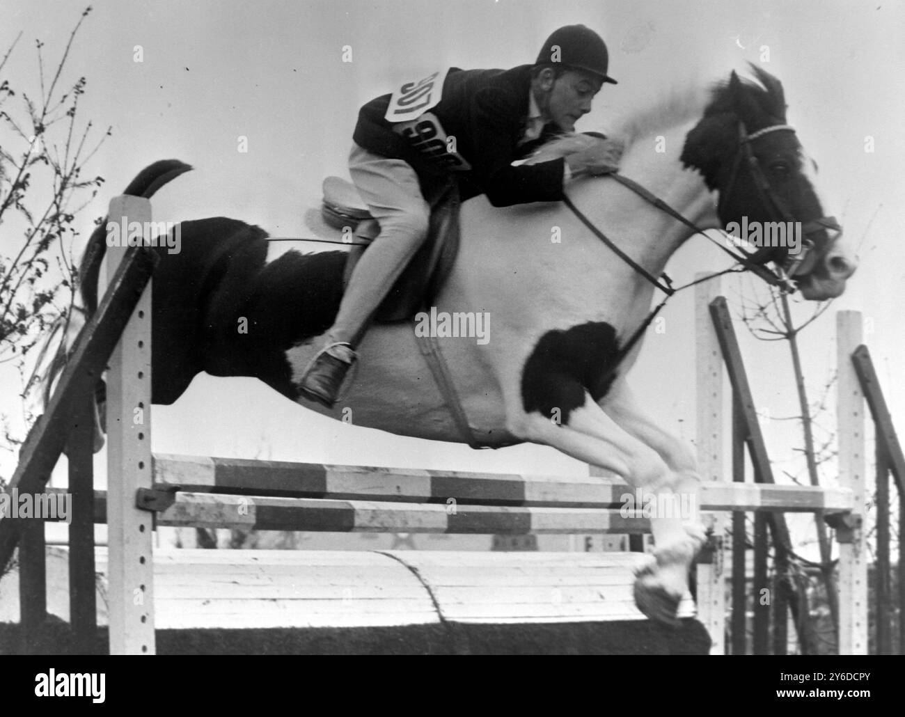 DAVID ROSEWELL RIDES ROCKY MOUNTAIN AT HORSE SHOW IN CORNWALL ; 6 JUNE ...