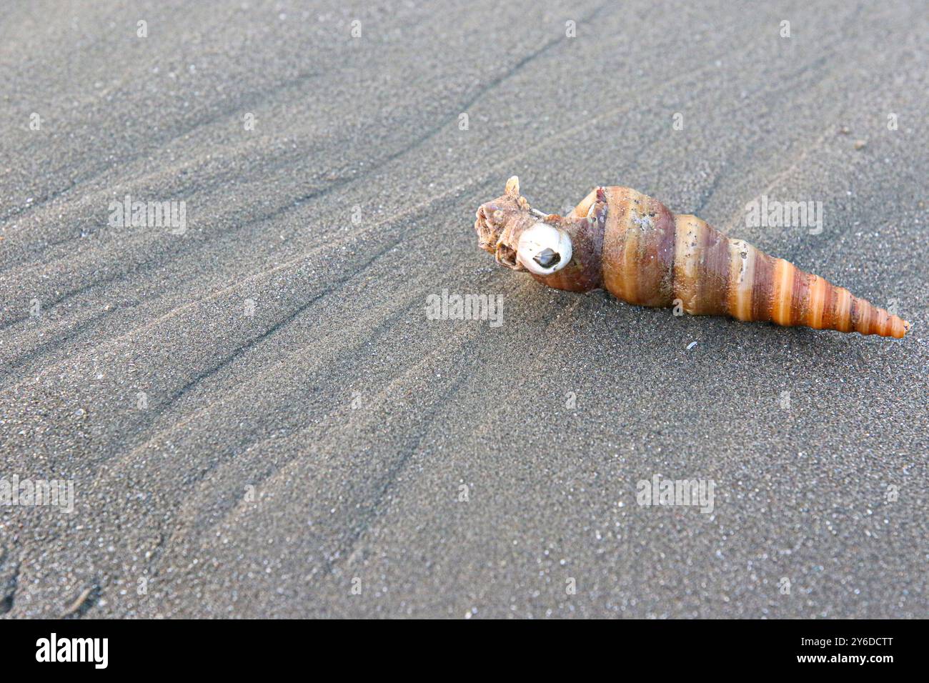 Snails at Cox's Bazar Beach Stock Photo - Alamy