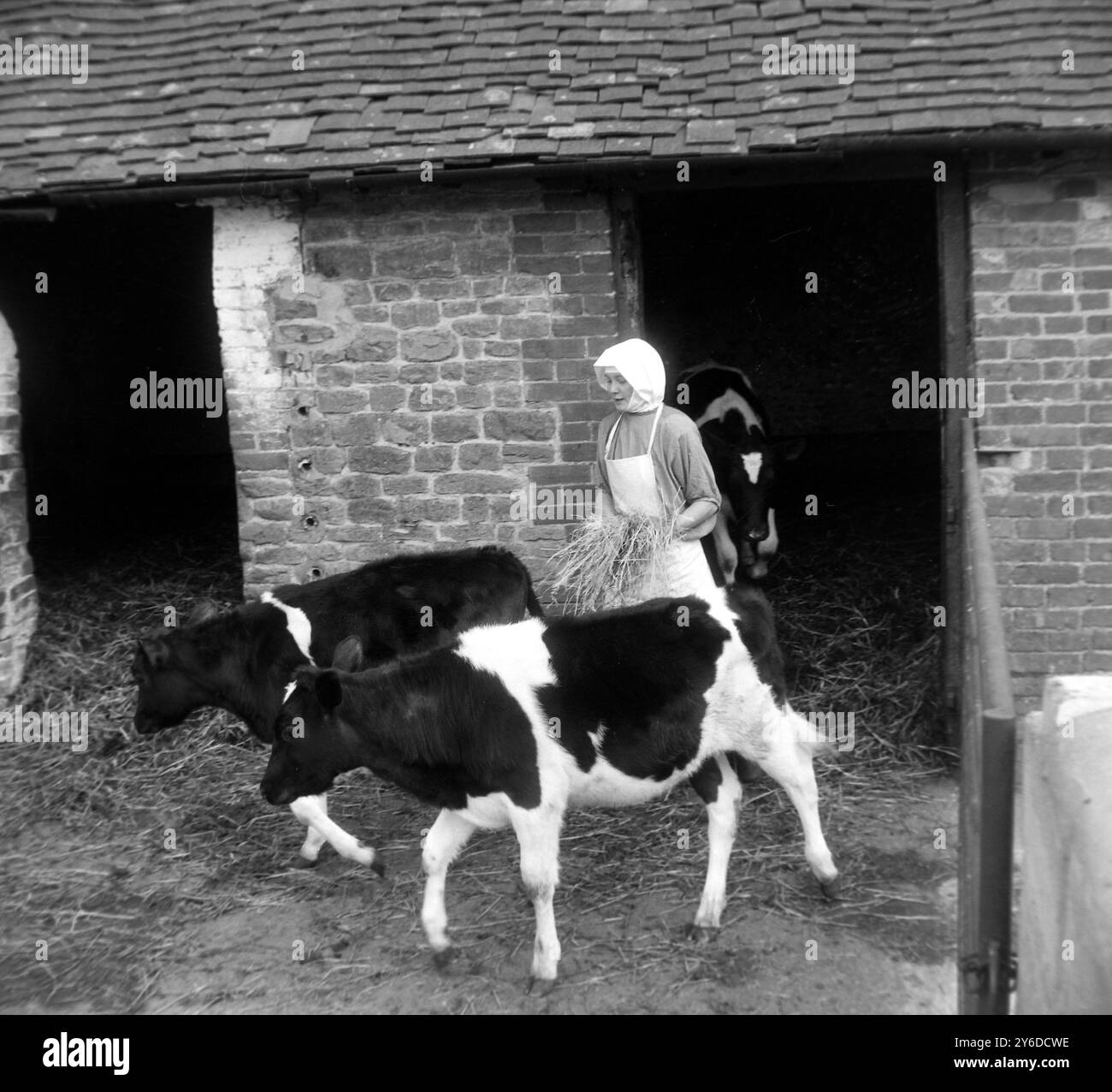 FARMING NUNS OF FRANCISCAN MISSION IN SURREY TENDING COWS ; 5 JUNE 1963 ...