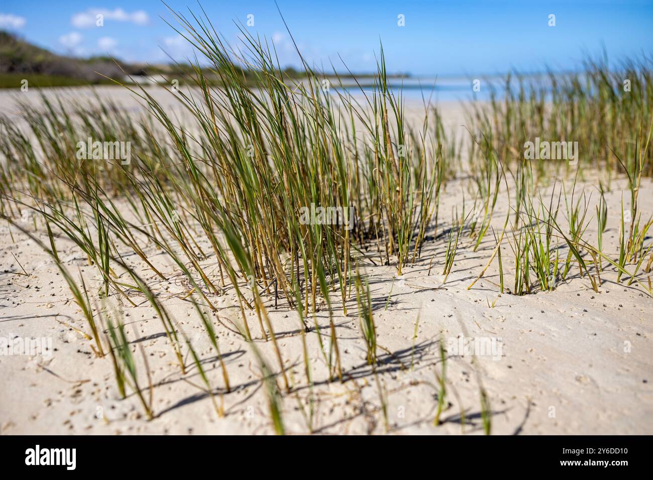 Sand dune grasses on hi-res stock photography and images - Alamy
