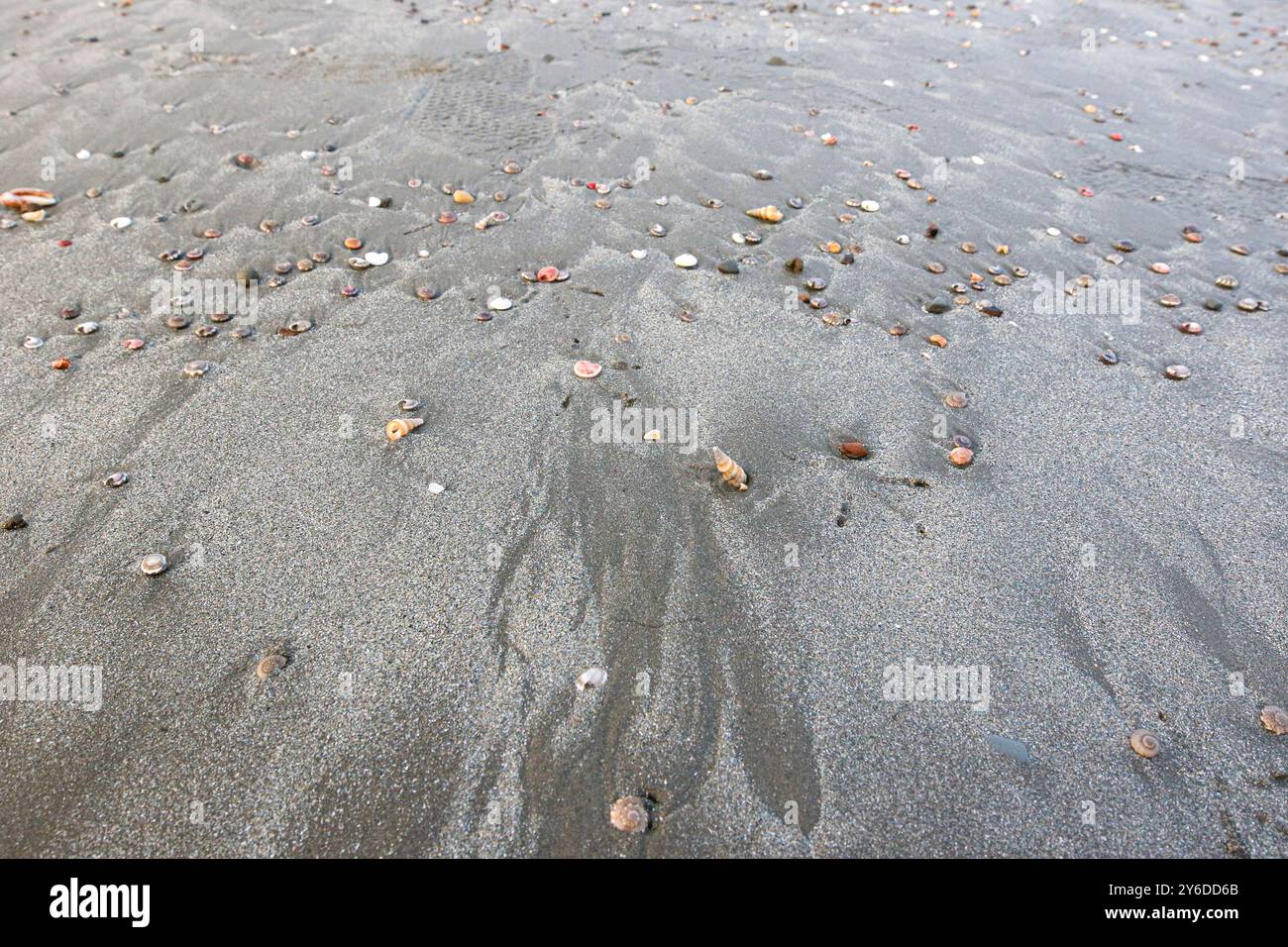 Snails at Cox's Bazar Beach Stock Photo - Alamy