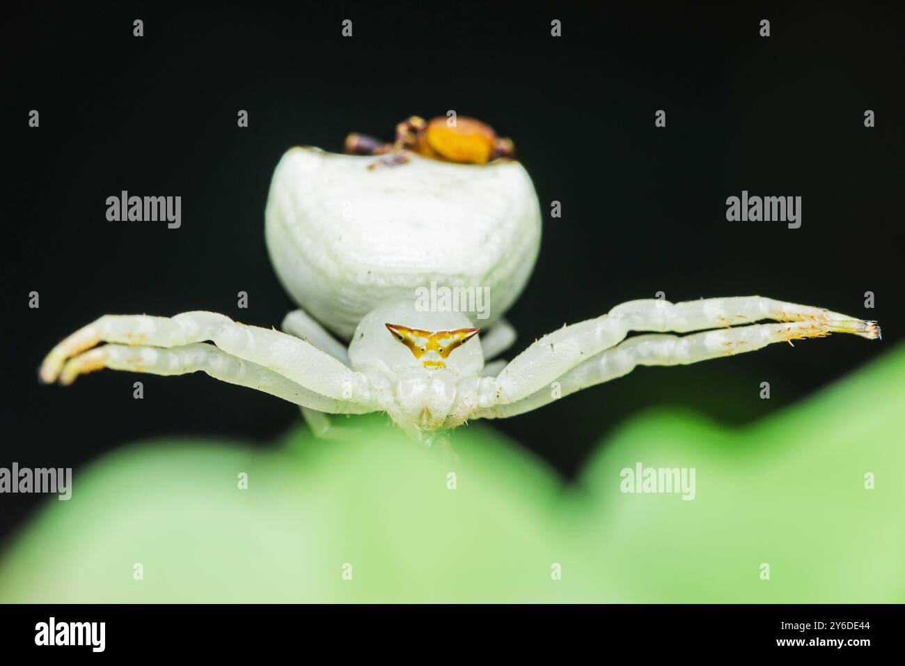 White crab spider with a small spider on its back poses on a green leaf ...