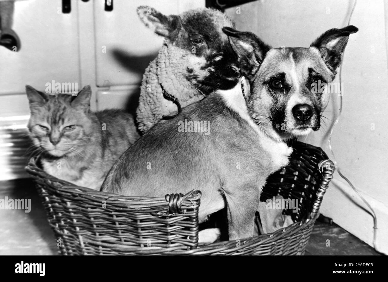 A CAT, LAMB AND A DOB IN KENT ; 28 MAY 1963 Stock Photo - Alamy
