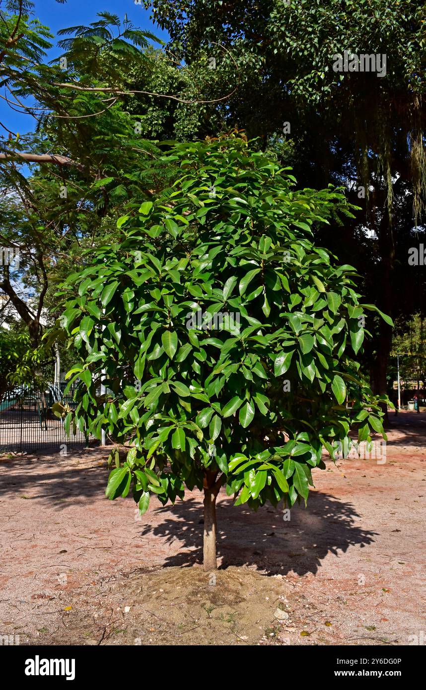 Young malay apple tree (Syzygium malaccense) on public square, Rio de ...